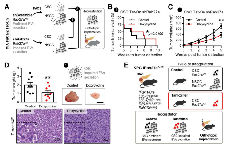 Gut（IF 23.059）| 癌细胞的密探007！胰腺癌细胞外泌体构建信号网络促进肿瘤进展_研究_Network_通讯