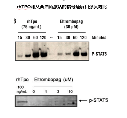 一文详解｜马军教授: 促血小板生成素受体激动剂(TPO-RA)与ITP治疗的“前世今生”_rh-TPO_患者_疗效