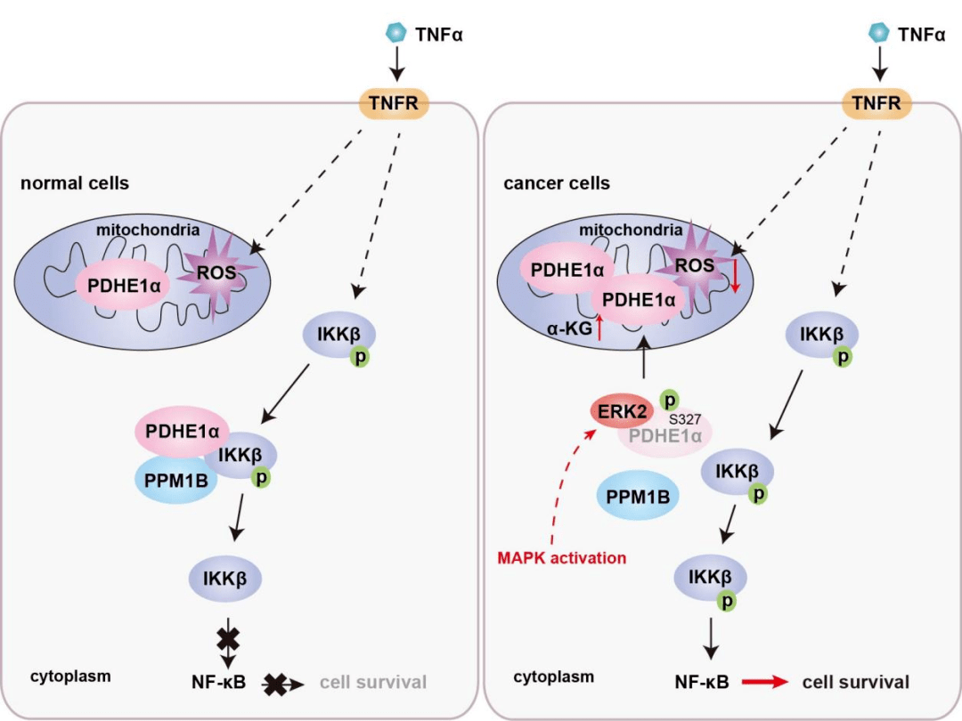 《自然—代谢》：中科院杨巍维团队合作发现肿瘤免疫逃逸的新机制_细胞_循环_治疗