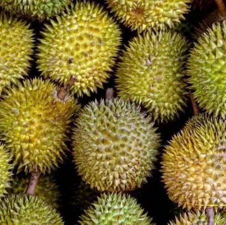 Mohan Port Reopens to Thai Durians_April_time_ships