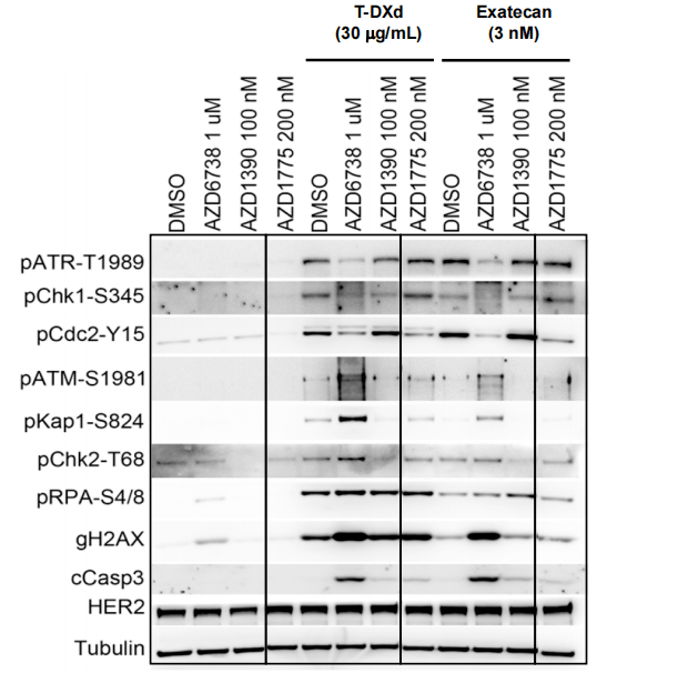盛湲教授：ADC药物的狂欢—AACR T-DXd最新数据盘点_研究_细胞_治疗
