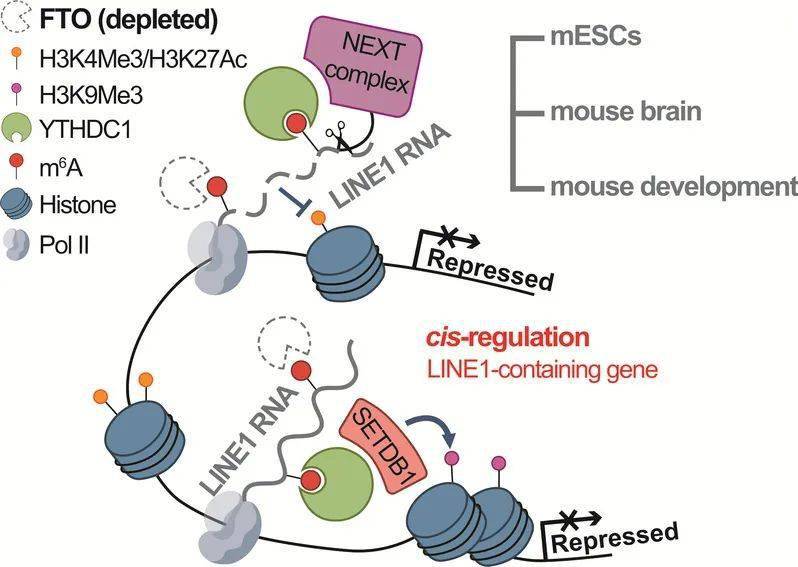 Science｜何川/高亚威/高绍荣教授合作阐明小鼠FTO基因通过调控LINE1 RNA的m6A修饰调控核表观与胚胎发育_研究_Fto_细胞核