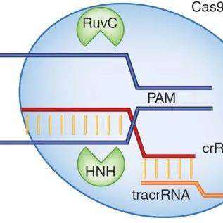 一文掌握gRNA设计，常用方法汇总解析_Cas_蛋白_基因