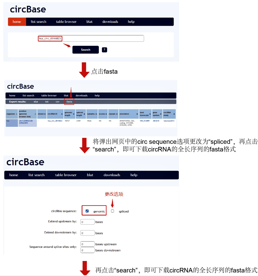 手把手教你circRNA引物设计_exon_Primers_产物