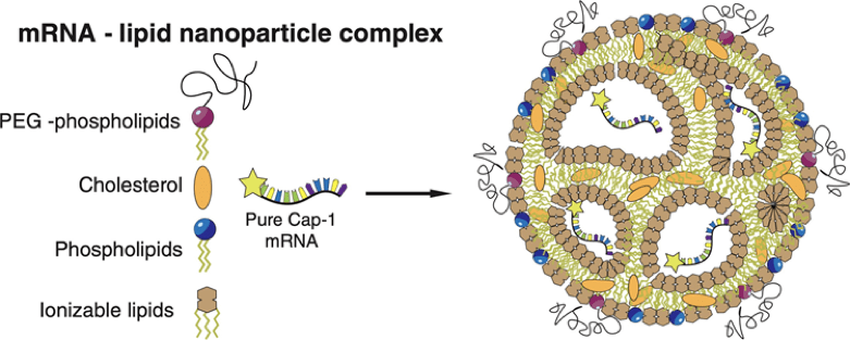 以LNP为代表的纳米颗粒递送技术在mRNA疫苗的应用_药物_细胞膜_负电