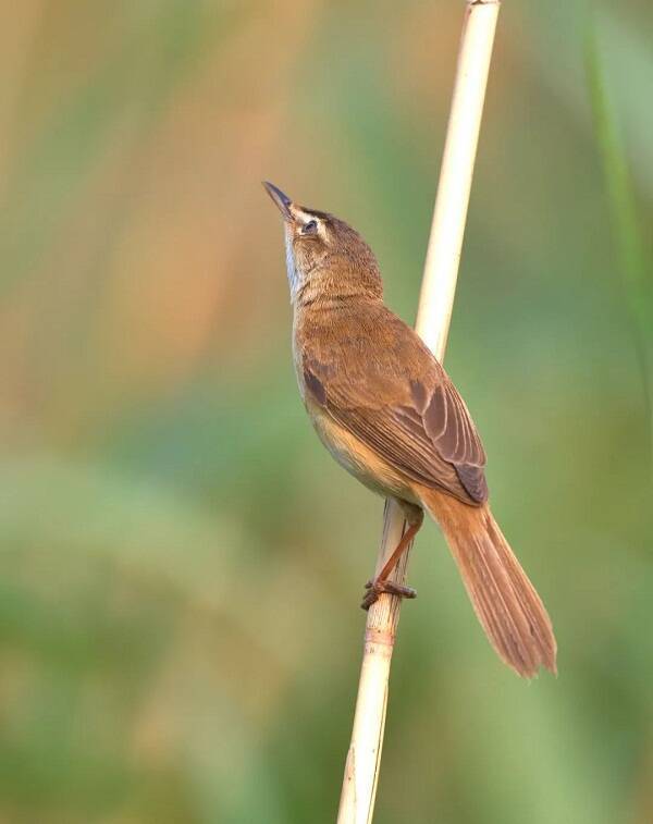 Rare bird species appears for first time at Mount Tai_also_the_reed
