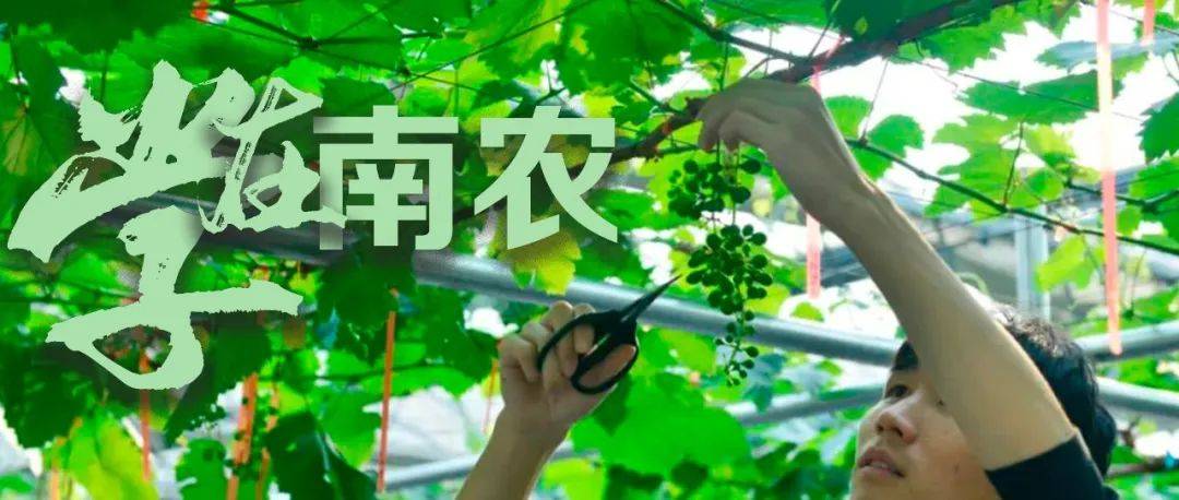 学在南农丨一株优秀的“NJAU组培苗”是怎样炼成的？_培养基_大学_白马