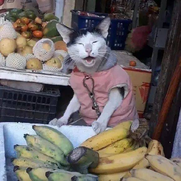 如果猫上班,我家猫肯定是那个不正规的按摩院的 头牌!客官小时我家