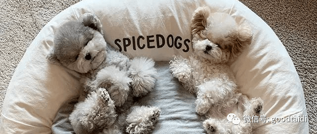 国外4只小泰迪火了，这颜值堪称狗界F4_Manool_Mayo_关系