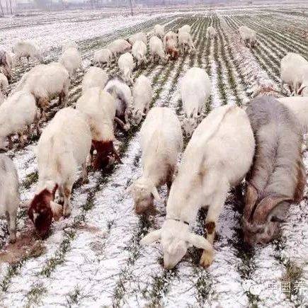 羊断尾的好处及方法_羔羊_尾巴_消毒