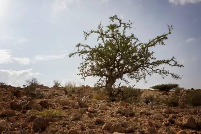 物种日历 | Commiphora myrrha 密耳拉没药橄榄_栽培_文字_雅歌