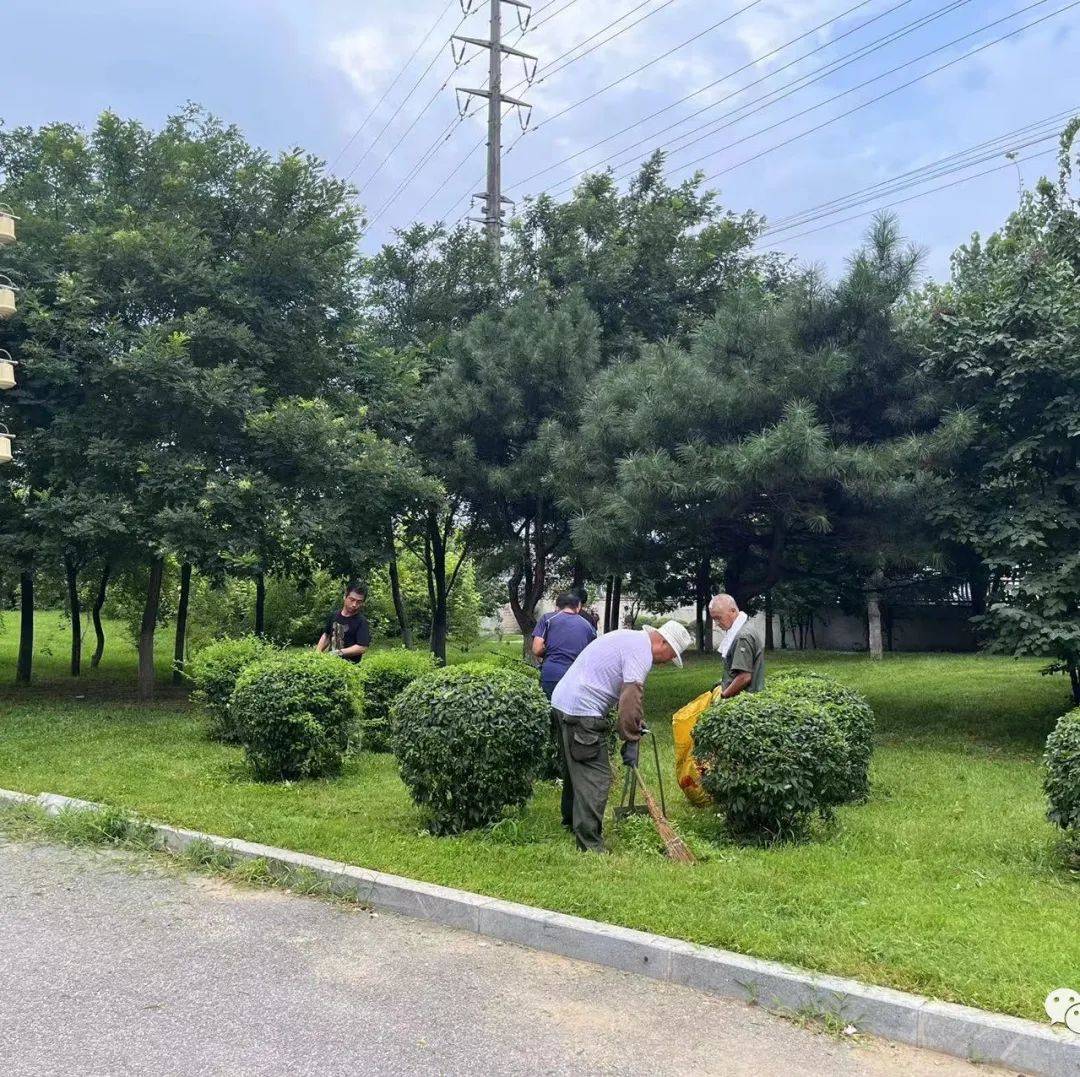 创城进行时——精心修剪绿化树木 扮靓城市添风景苗木分工协作灌木丛 9611