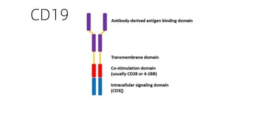 治疗难治性/反复性淋巴瘤的经典靶点-CD19_细胞质_doi_患者