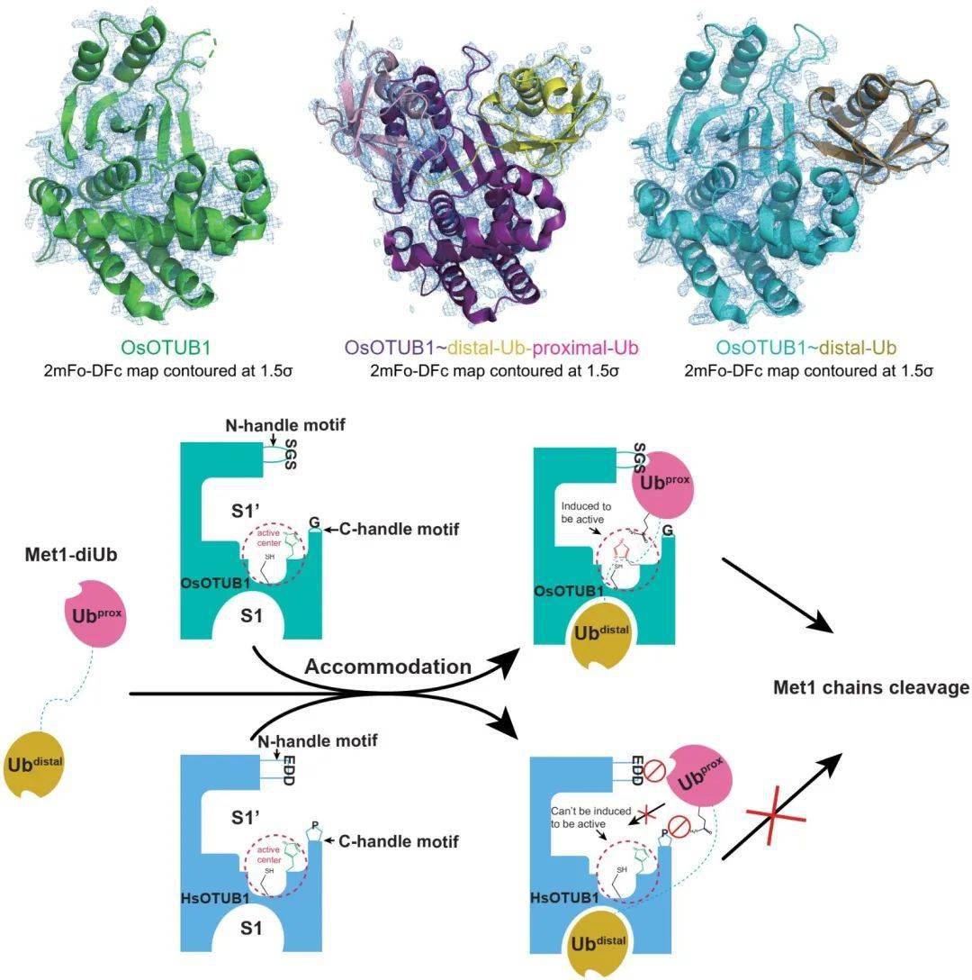 NC | 广西大学发现绿色植物中广泛保守的Met1泛素链水解分子开关_合作_通讯_Motifs