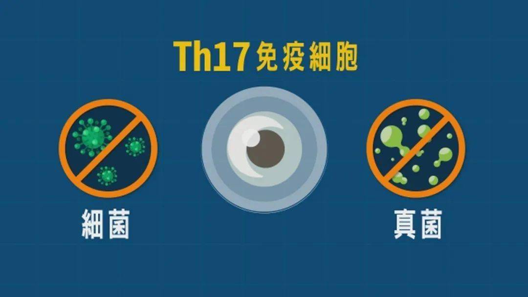 人人学懂免疫学第二十三期：Th2、Th17和Th0细胞_抗体_细菌_真菌