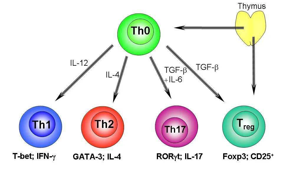 人人学懂免疫学第二十三期：Th2、Th17和Th0细胞_抗体_细菌_真菌