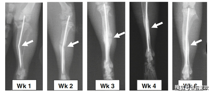 大鼠骨缺损动物模型制备构建方法介绍 小鼠动物实验用横向骨折模型造模_研究_骨骼_al