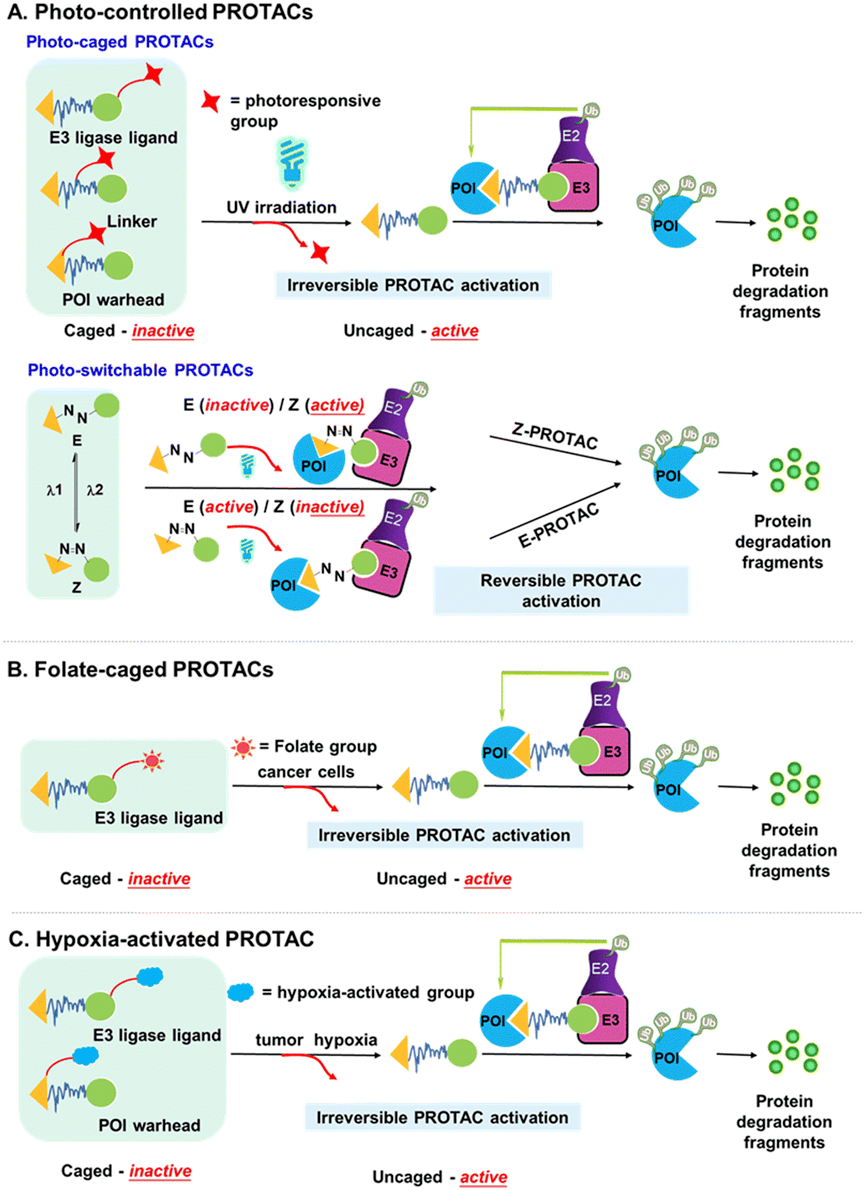 IF=60.6！饶燏团队综述：PROTACs构效关系优化之路_药物_设计的_蛋白质
