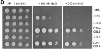 Dev. Cell丨德国明斯特大学Jörg Kudla团队揭示植物对盐胁迫的量化响应机制_the_in_变化