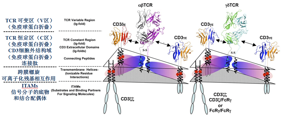 CD3单克隆抗体：突破性疗法的又一次“浴火重生”_细胞_异源_信号