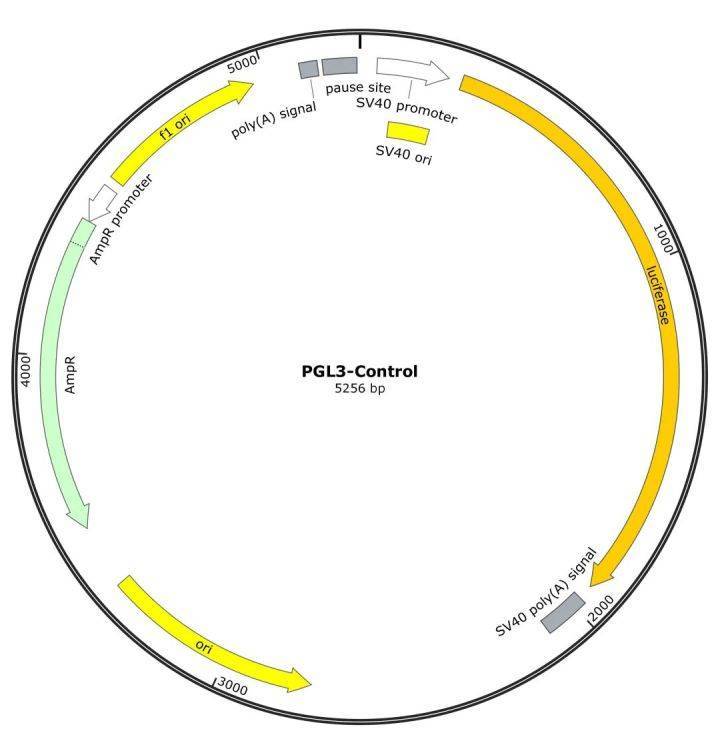 双荧光素酶报告基因实验技术详解_检测_载体_萤火虫
