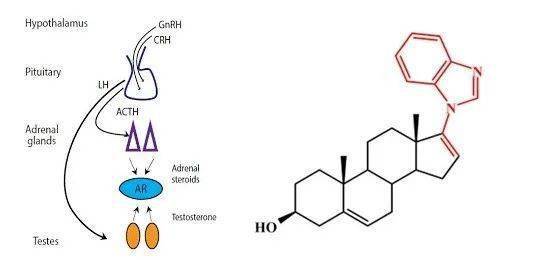 泌见ESMO摘要速递-PROpel再度证实液体活检价值，HIF-2α靶点带来晚期RCC治疗希望_研究_检测_患者