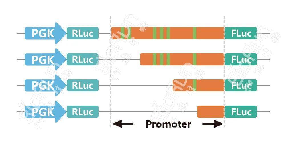 双荧光素酶报告基因实验技术详解_检测_载体_萤火虫