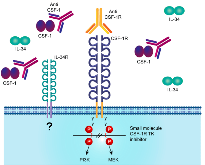 直追PD-1，癌症免疫新靶点CSF-1R药物研究进展综述_临床_治疗_受体