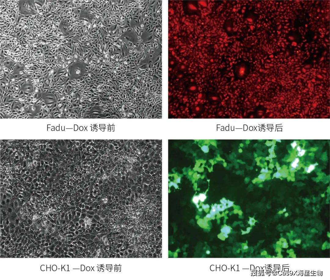 四环素诱导系统—稳定开合基因_rtTA_Tet-Off_细胞