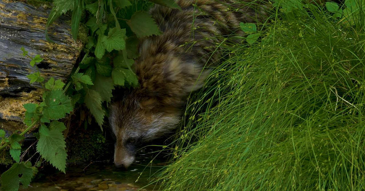 上海青浦出现“毛狗子”，脸上长髯毛，体态肥壮，胆子大不怕人_貉子_动物_洞穴
