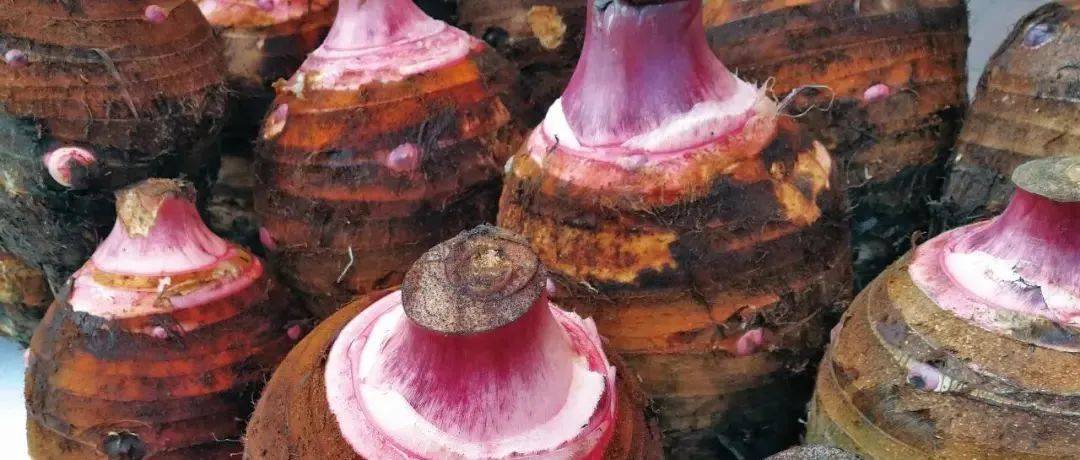 【中越双语】美食 | 粉糯香甜荔浦芋_Trong_nh_th