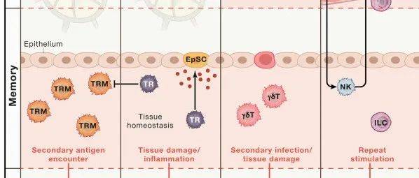 炎症记忆（Inflammatory memory ）_淋巴细胞_遗传_免疫