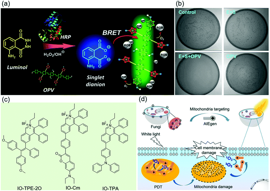 唐本忠院士综述 | 用于抗微生物光疗的有机光敏剂_治疗_纳米_细菌