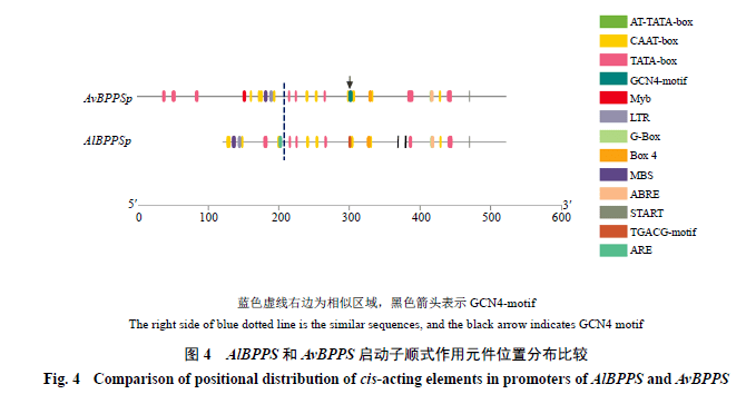 阳春砂与海南砂BPPS启动子比较及GCN4-motif正调控作用的鉴定_基因功能_砂仁_种子
