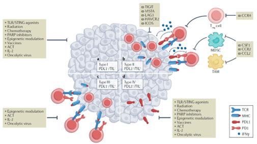 【发布】智核生物研发新型CD8+T细胞显影剂 | 核医学顶刊发表成果_免疫_肿瘤_临床
