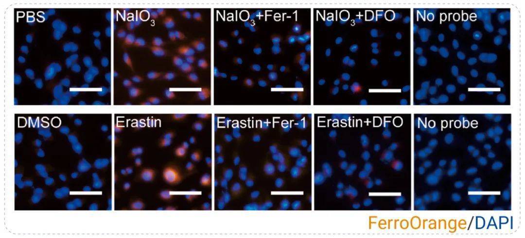铁死亡，究竟该如何检测？- MedChemExpress_细胞_氧化_磷脂