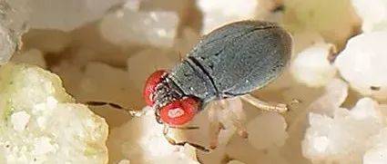 中山大学再次报道海生昆虫中国新记录科_西沙群岛_物种_研究