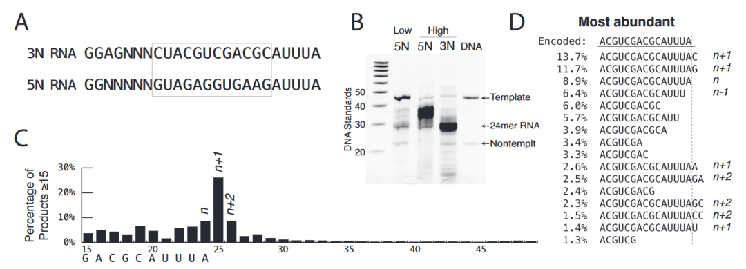 RNA 3'末端回折配对，重新结合T7 聚合酶，启动自我延伸_反应_Martin_序列