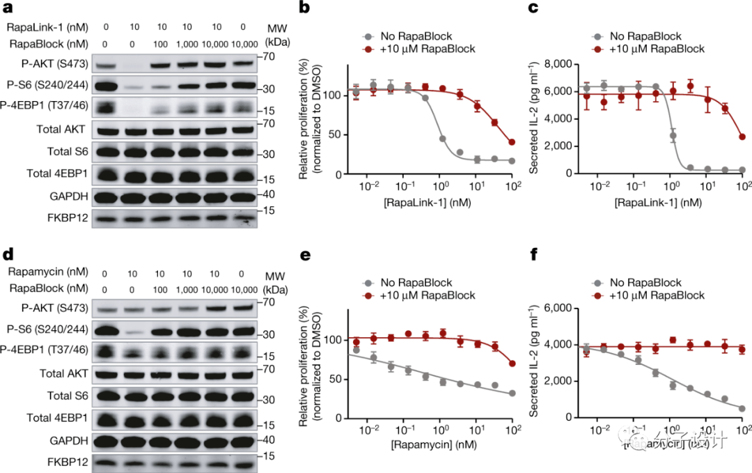 新型mTOR抑制剂的设计与机制研究_RapaLink-_细胞_雷帕
