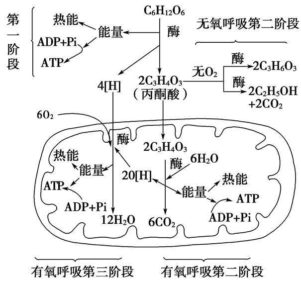 高中生物重要知识点：细胞呼吸_有氧_过程_能量