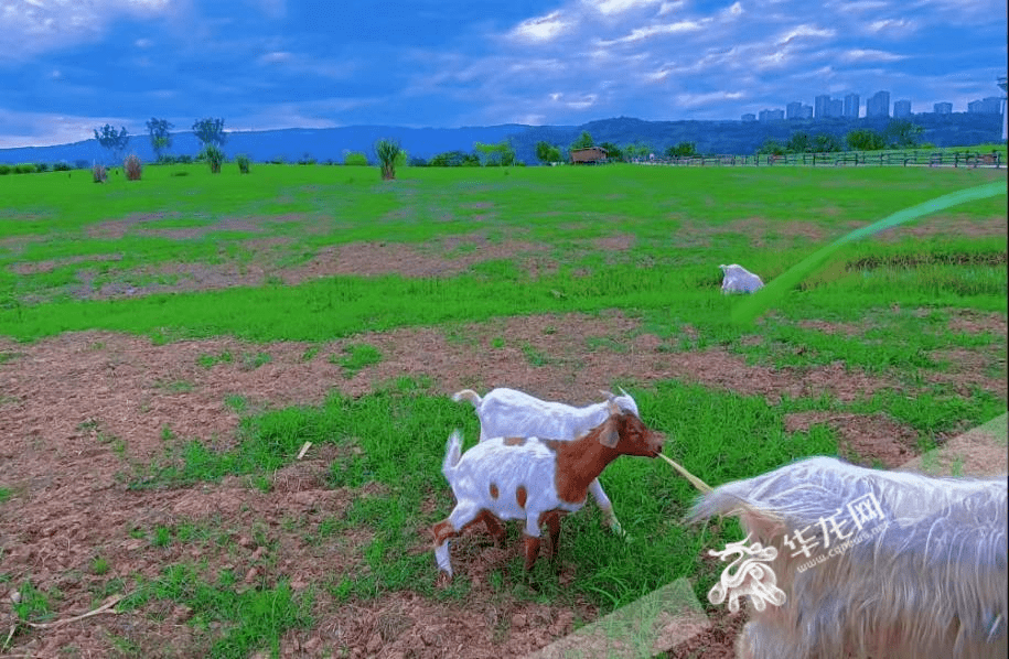 A dream-like experience of romantic autumn in Guangyang Island_grass ...