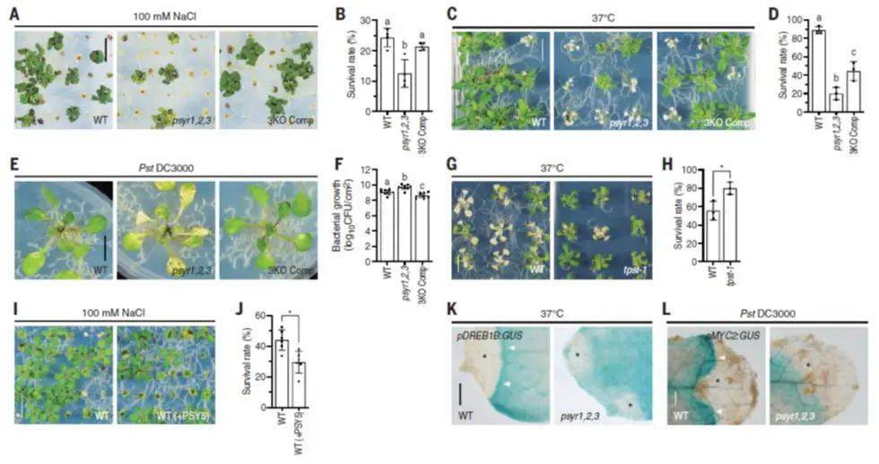 Science｜详解！小肽PSY的受体以及PSY-PSYR平衡植物生长和逆境响应的分子机制_研究_psy_tpst