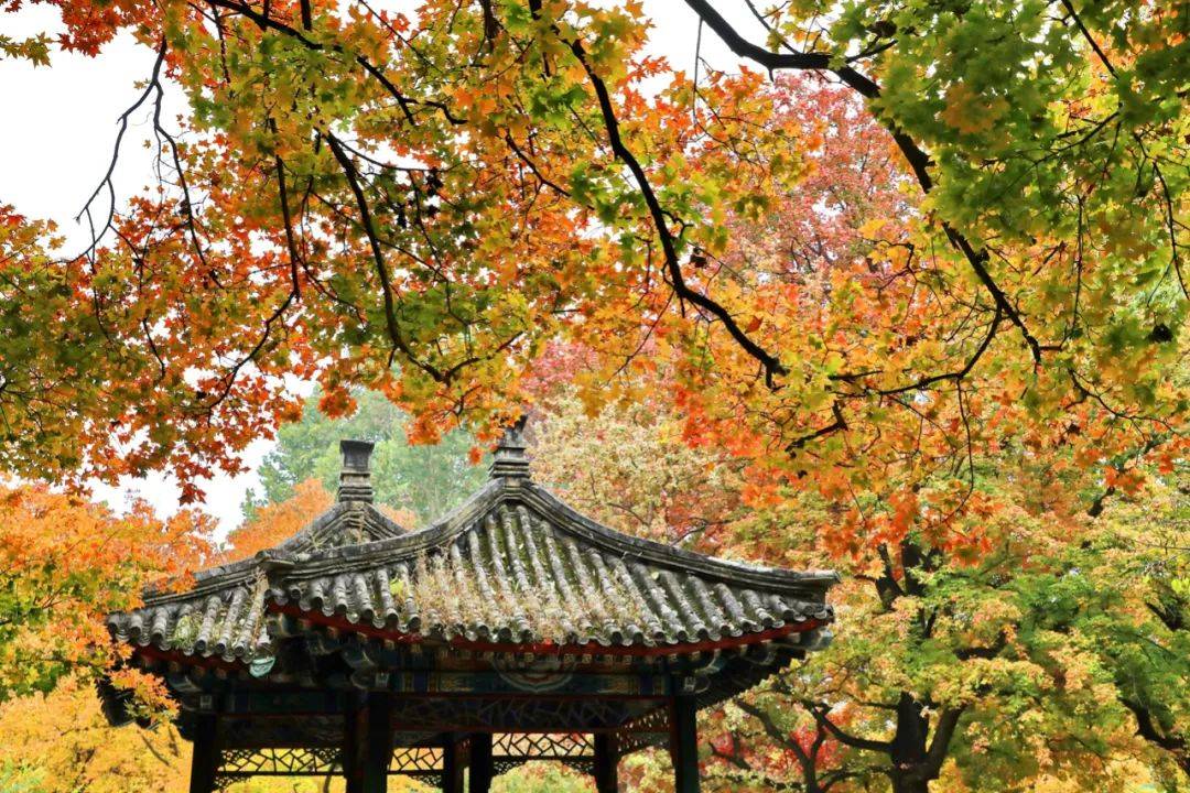 今日霜降｜6 things you need to know about Frost's Descent_Frost's_The_during