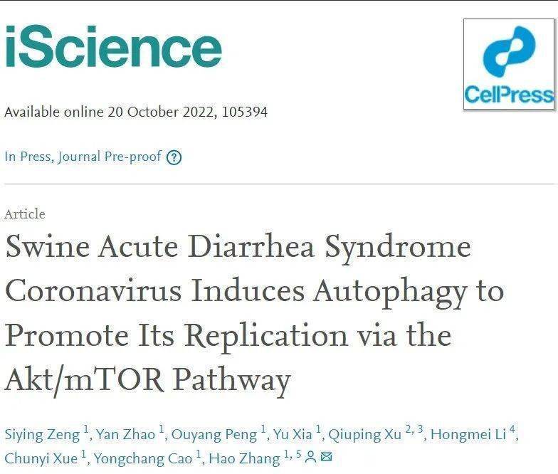 iScience|曹永长教授团队发现SADS-CoV通过细胞自噬促进自身繁殖_Akt_增殖_通路