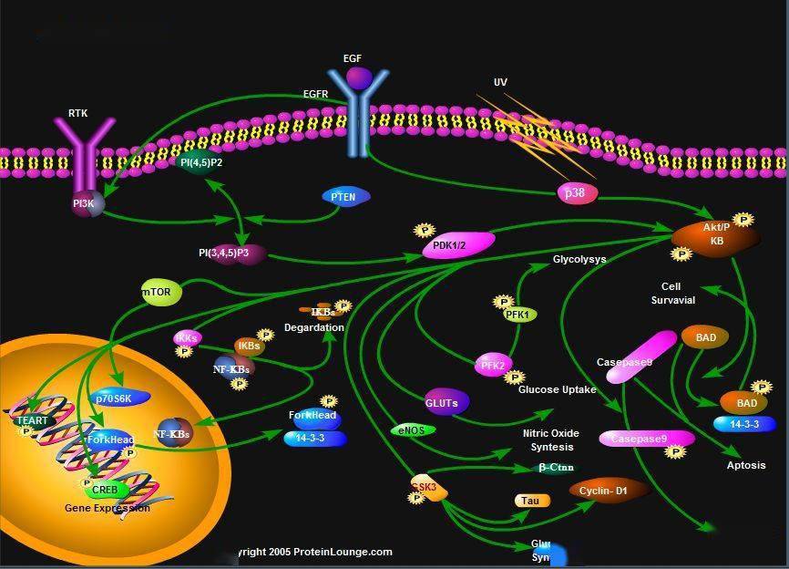 一分钟绘制信号通路图：Pathway Builder Tool画图神器及400+可编辑版经典信号通路图免费送给大家！_文献_植物_软件