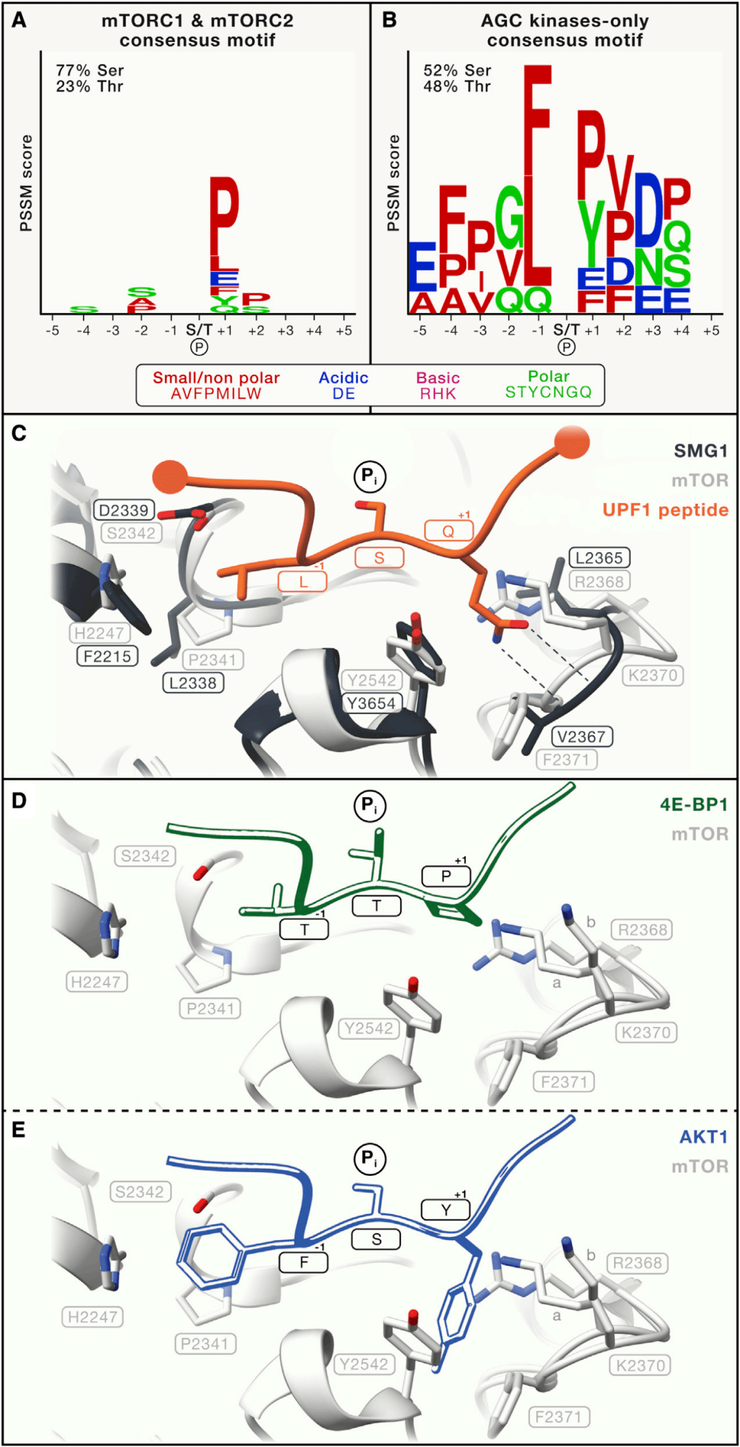医瑞贝生物｜CELL：生长控制中的mTOR底物磷酸化_研究_复合物_蛋白