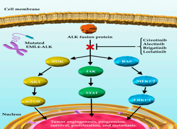 肺癌 ALK 靶向药物，你关注的重点都在这里！_细胞_患者_基因