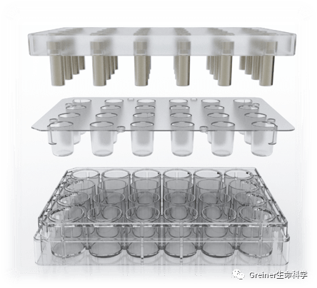 【评测】3D细胞培养耗材_Greiner_密度_实验