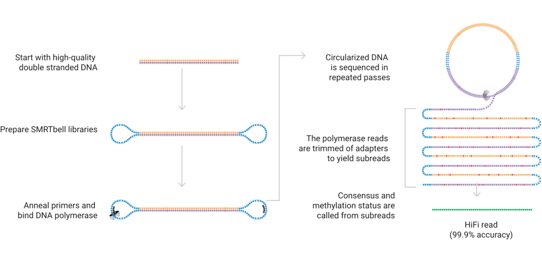 「王炸」HiFi 全基因组降至 $1,000丨PacBio 发布长读长测序新平台_Revio_Cell_系统