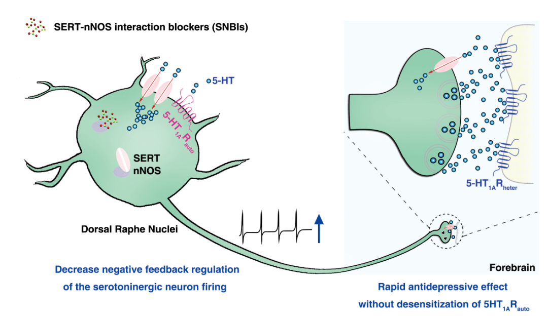 前沿 |《科学》：抗抑郁药研究重磅突破！南京医科大学团队更新50年理论，克服现有药物缺陷_作用_患者_中缝